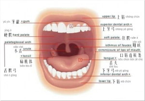 Learn Chinese Vocabulary in an Easy Way – Body part 6
